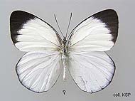 Papua Insects Foundation (Lepidoptera/Pieridae thumbnails)